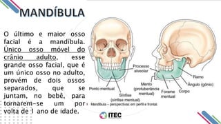 AULA 4 OSSOS FACE.pptx
