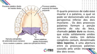 AULA 4 OSSOS FACE.pptx