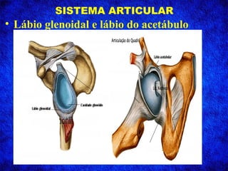 aula 4 anatomia do SISTema ARTICULAR.pptx