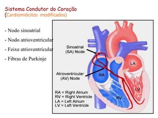Aula 5.1 Coração (Fisiologia). PPT Anatomia | PPT