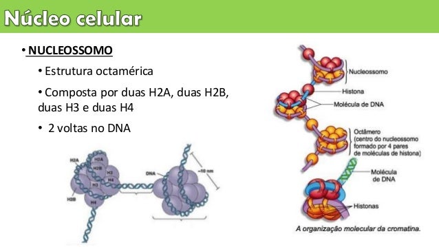 Aula 5 núcleo celular