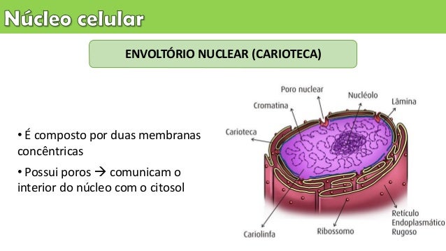 Aula 5 núcleo celular