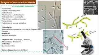 Aula 5 - Reino Fungi/fungos/micologia.pdf