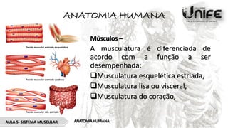 Aula 5 - Sistema Muscular- Anatomia Humana.pdf