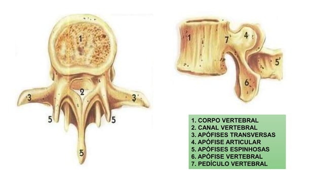 Topografia veterinária - pescoço e coluna vertebral | PPTX