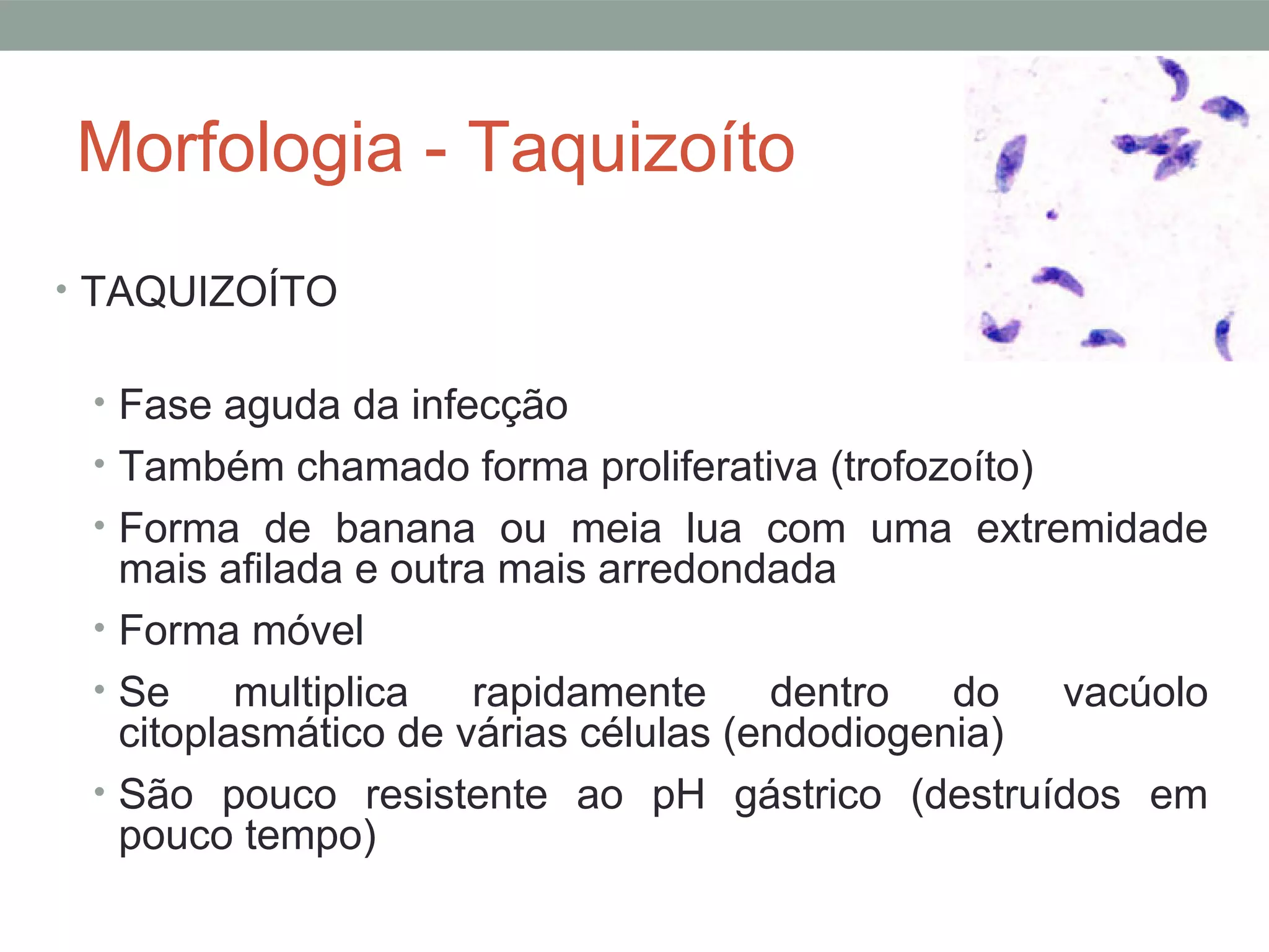 Aula 5 toxoplasma gondii e toxoplasmose | PDF