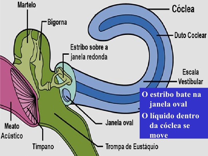 Aula 5 AudiçãO E Tato 1seg