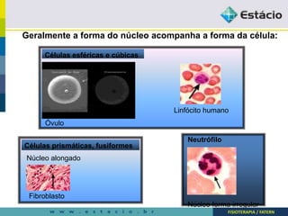 aula 5 nucleo.ppt