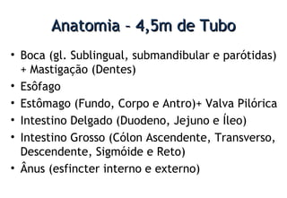 Fisiologia - Sistema Digestorio | PPT