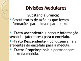 Fisiologia - Sistema Nervoso Central | PPT