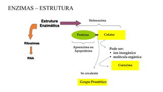 Aula 6. Estudo das Enzimas.pptx