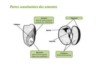 Aula6-Daniella.pdf