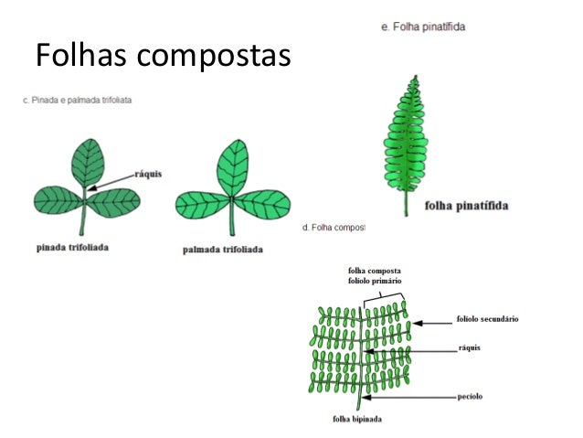Folha Composta Trifoliada