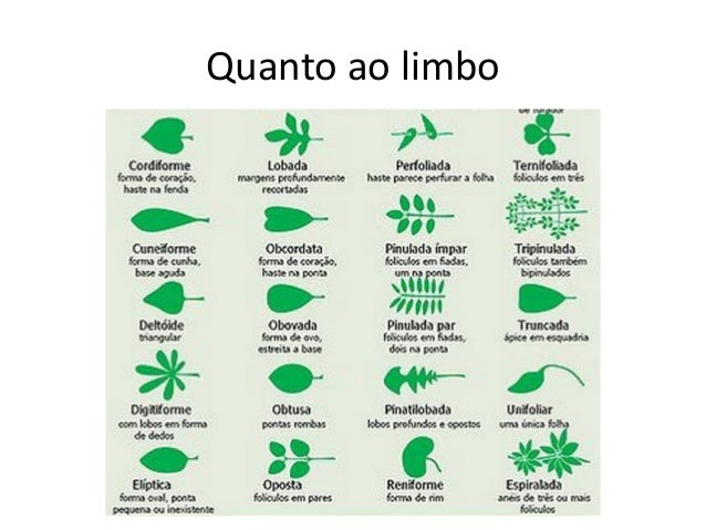 Aula 6 Prof. Guth Berger