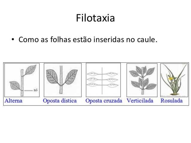 Aula 6 Prof. Guth Berger