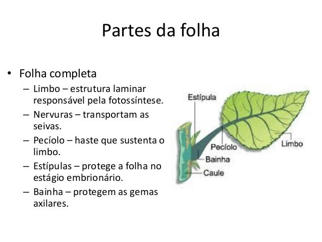 Aula 6 Prof. Guth Berger