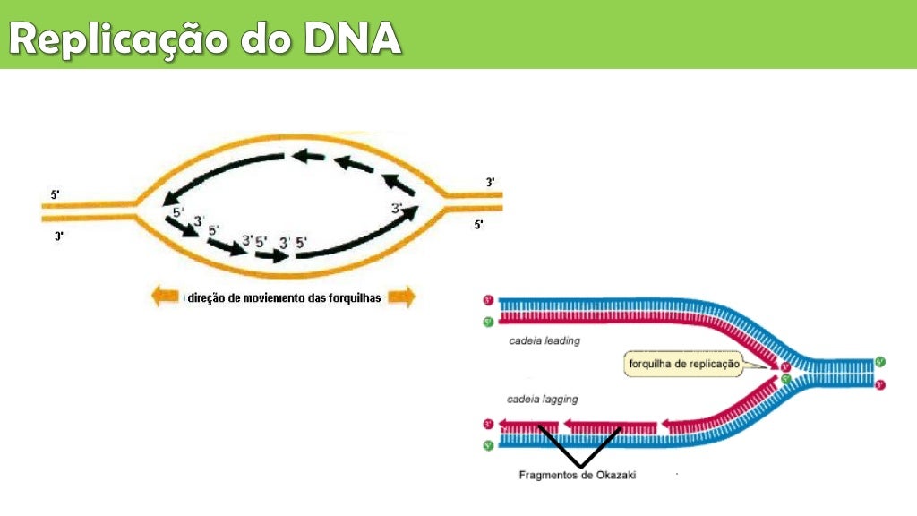 Aula 6 replicação do dna, transcrição do rna e síntese proteica