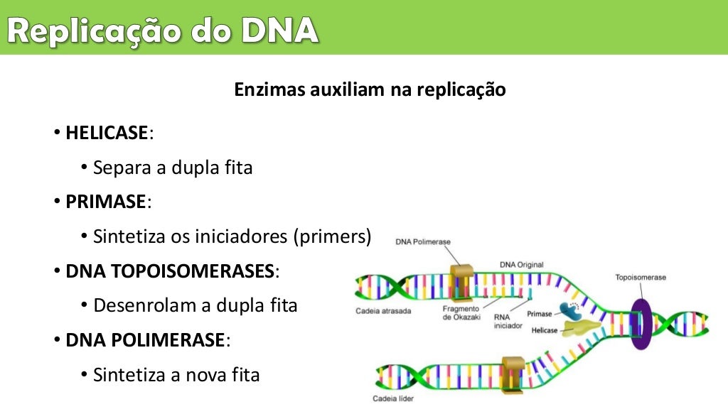 Aula 6 replicação do dna, transcrição do rna e síntese proteica