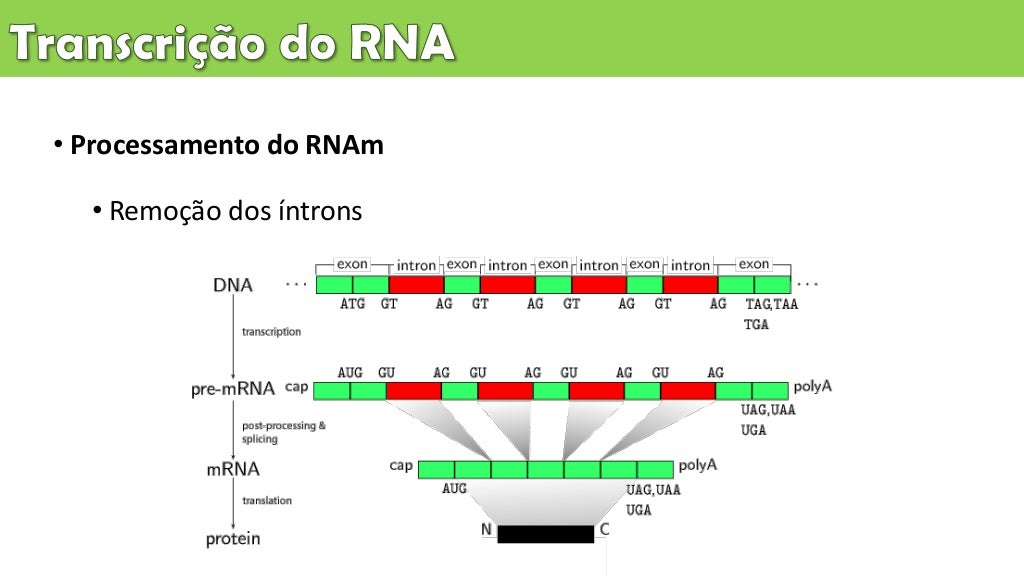 Aula 6 replicação do dna, transcrição do rna e síntese proteica