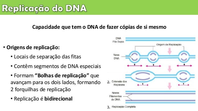 Aula 6 replicação do dna, transcrição do rna e síntese proteica