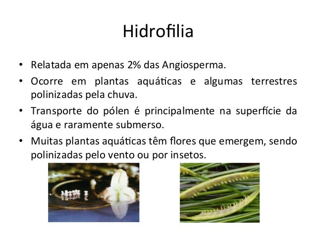 Reprodução das plantas 6º