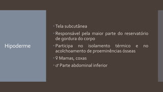 Tegumento comum - Anatomia humana | PPTX