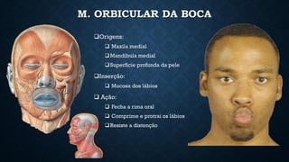 Aula 6 Músculo da Extrpessão Facial.pdf_ | PDF