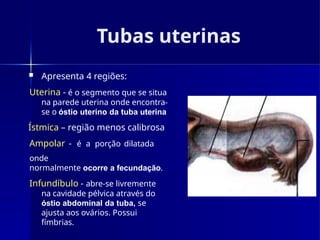 AULA 6 Sistema genital feminino. ANATOMIA HUMANApptx | PPTX