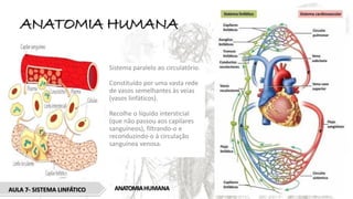 Aula 7 - Sistema Linfático - Anatomia humana.pdf