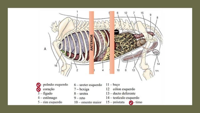 Topografia veterinária - abdômen