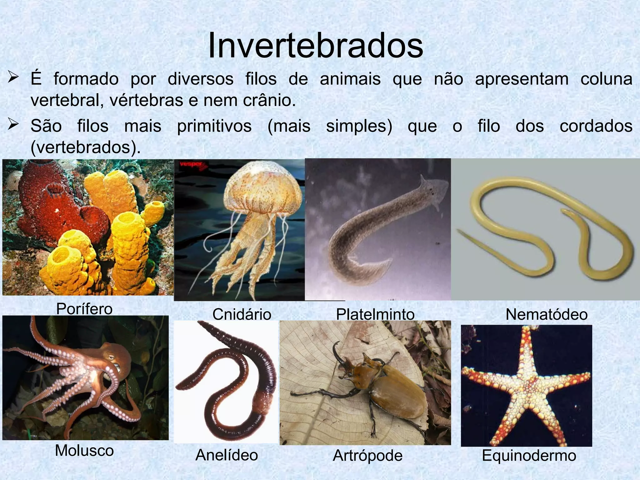 Aula 7º ano - Reino Animalia (invertebrados) | PPT