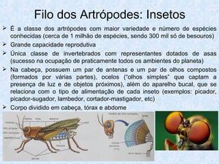 Aula 7º ano - Reino Animalia (invertebrados) | PPT