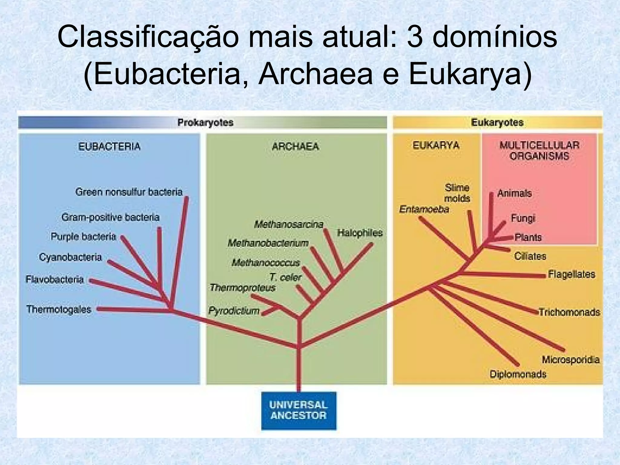 Aula 7º ano - Reino Fungi | PPT