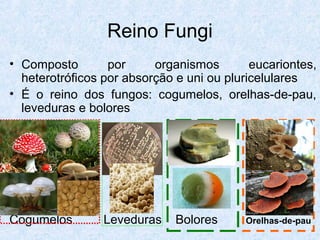 Aula 7º ano - Reino Fungi | PPT