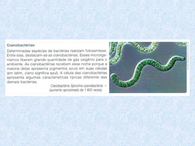 Aula 7º ano - Reino Monera | PPT