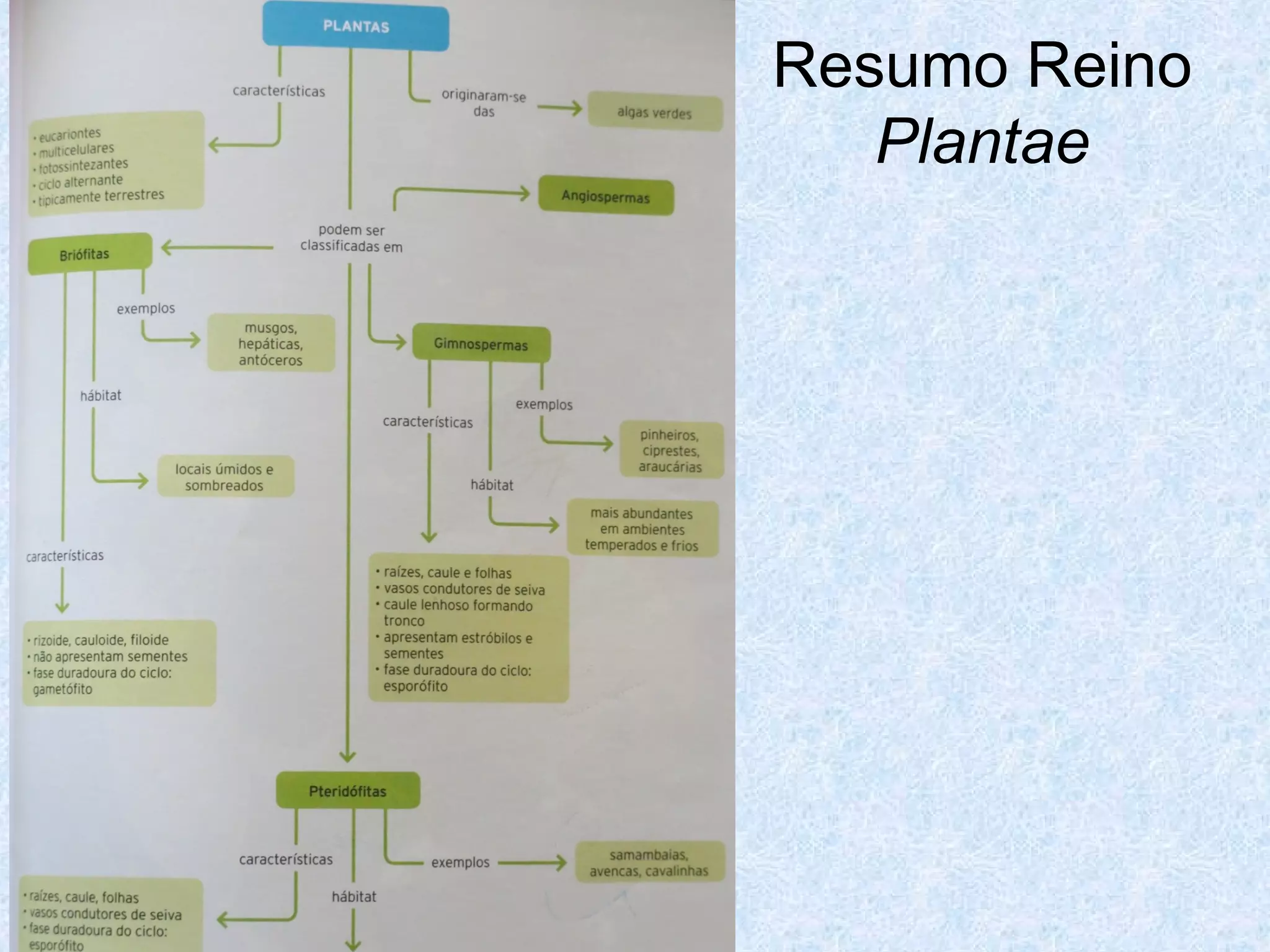 Exercícios Reino Plantae 7 Ano - RETOEDU