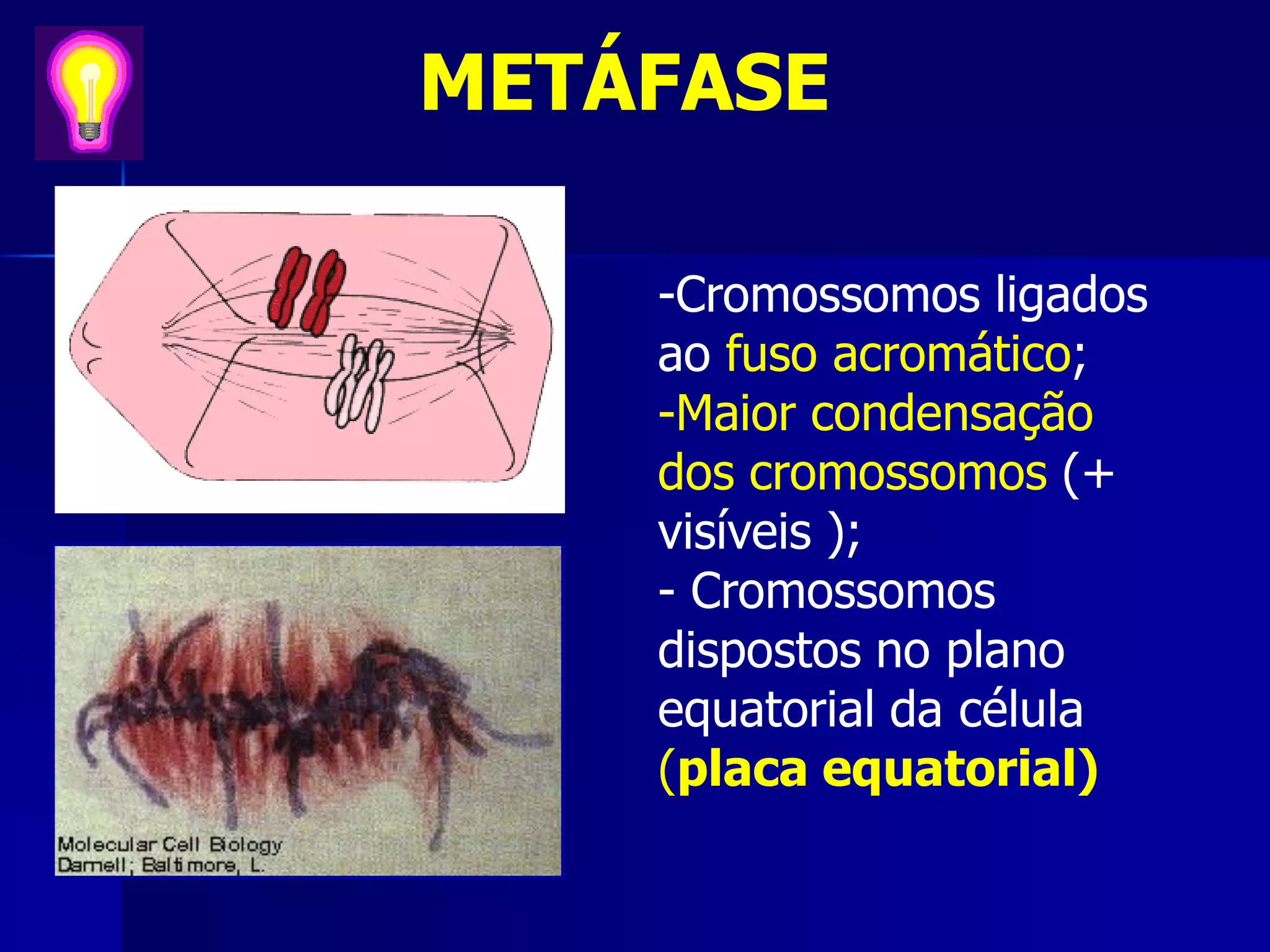 Aula 8 ciclo celular mitose e meiose | PDF | Biological Sciences | Science