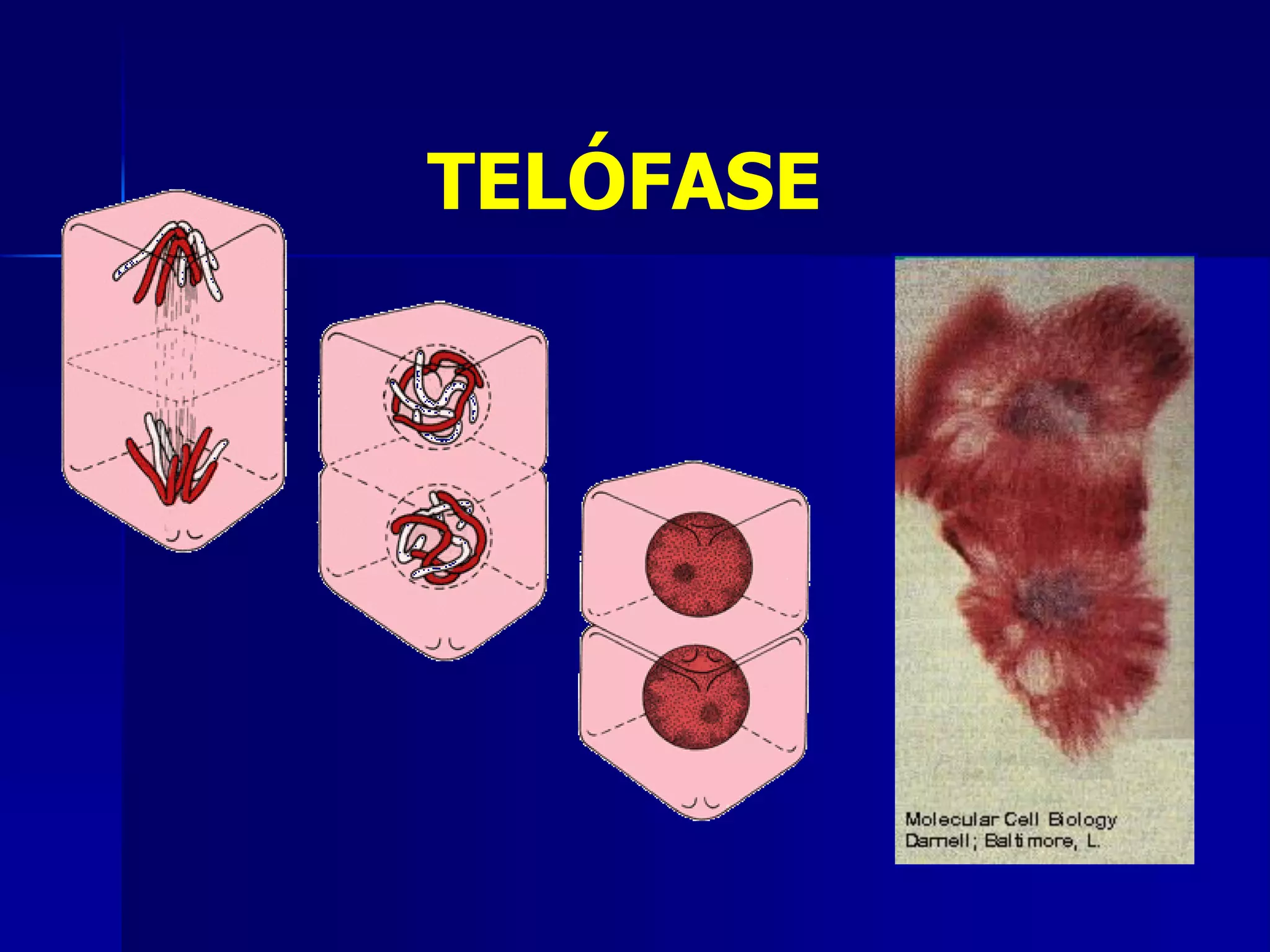 Aula 8 ciclo celular mitose e meiose | PDF | Biological Sciences | Science