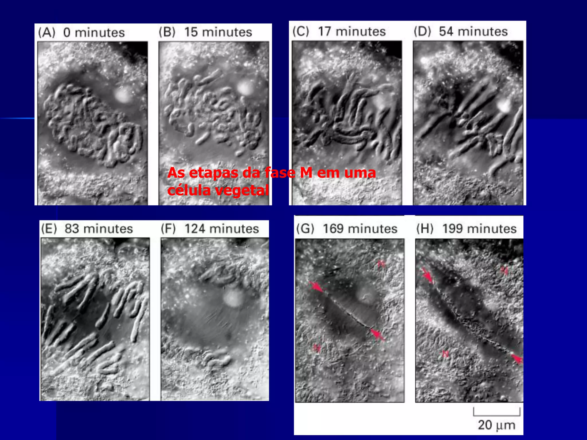 Aula 8 ciclo celular mitose e meiose | PDF | Biological Sciences | Science