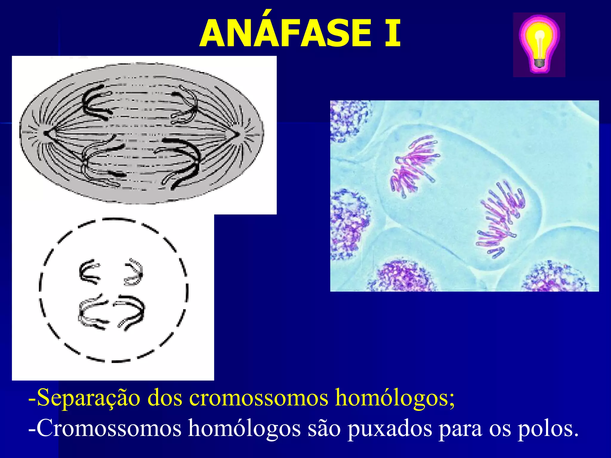 Aula 8 ciclo celular mitose e meiose | PDF | Biological Sciences | Science