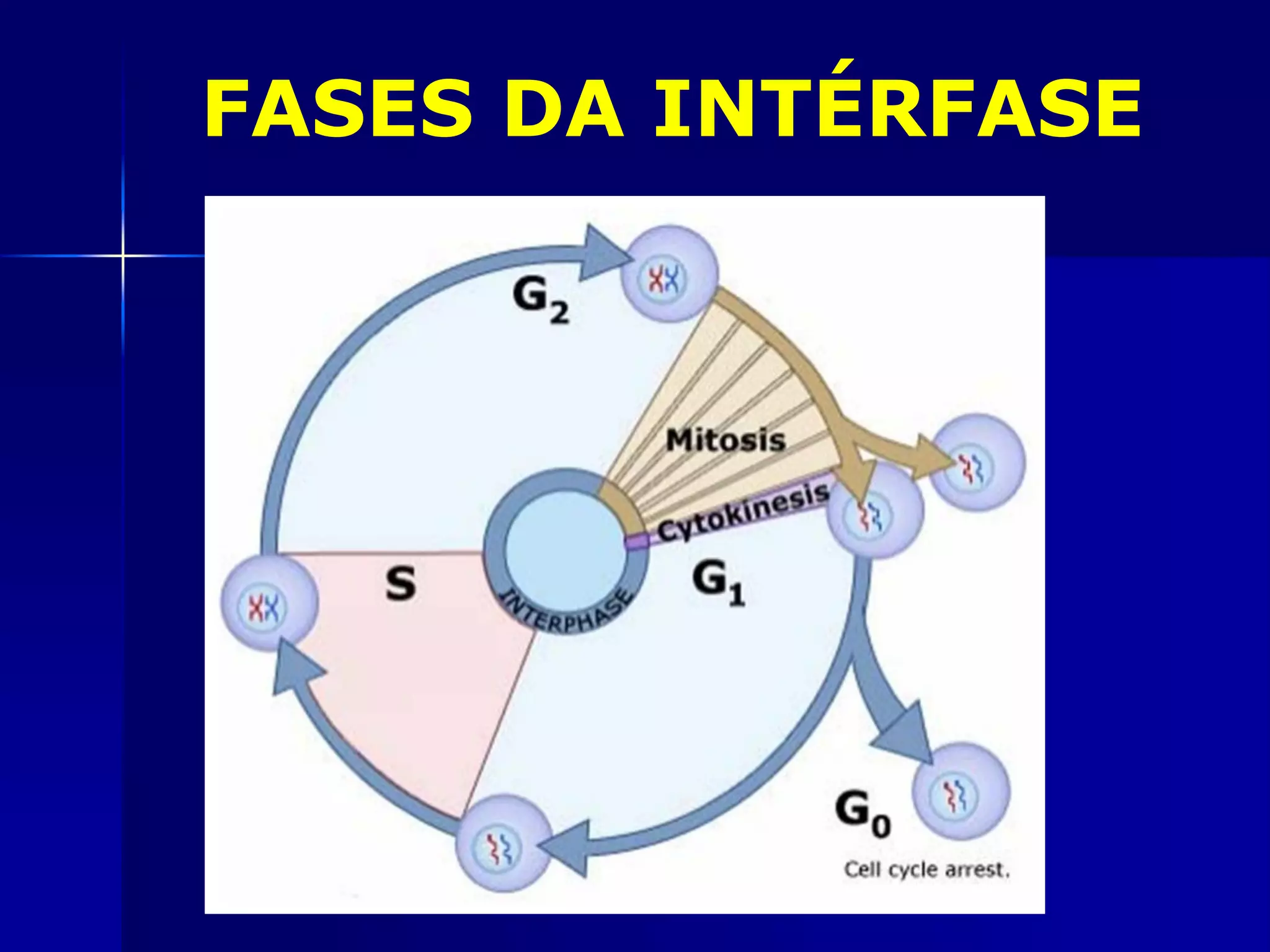 Aula 8 ciclo celular mitose e meiose | PDF | Biological Sciences | Science