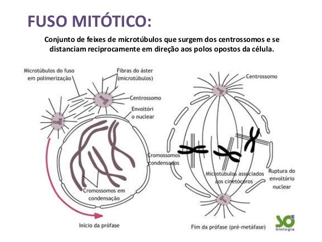Divisão Celular - MITOSE