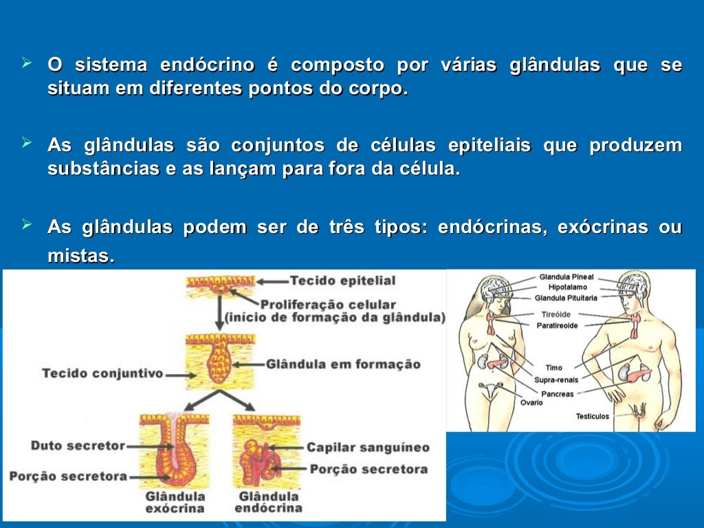 Exercícios Sistema Endócrino 8 Ano - LIBRAIN Exercícios Sistema Endócrino 8 Ano - LIBRAIN