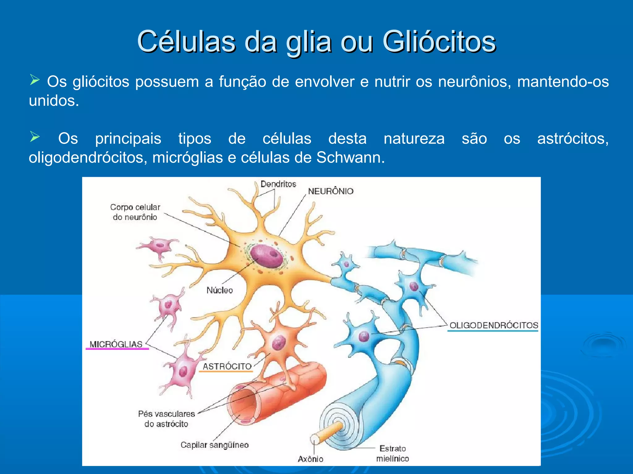 Aula 8º ano - O sistema nervoso | PPT