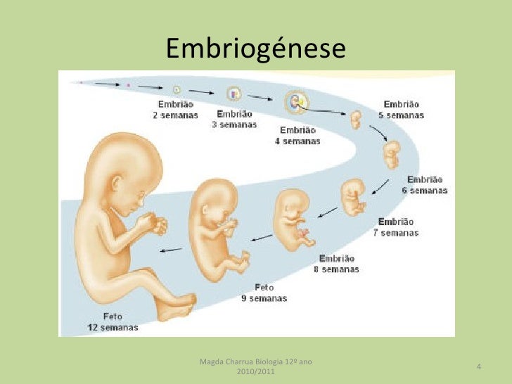 Embriogénese