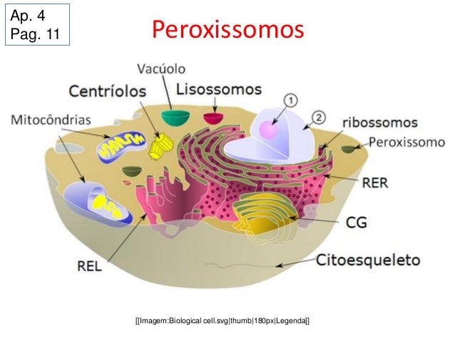 Aula 8 - Organelas citoplasmáticas