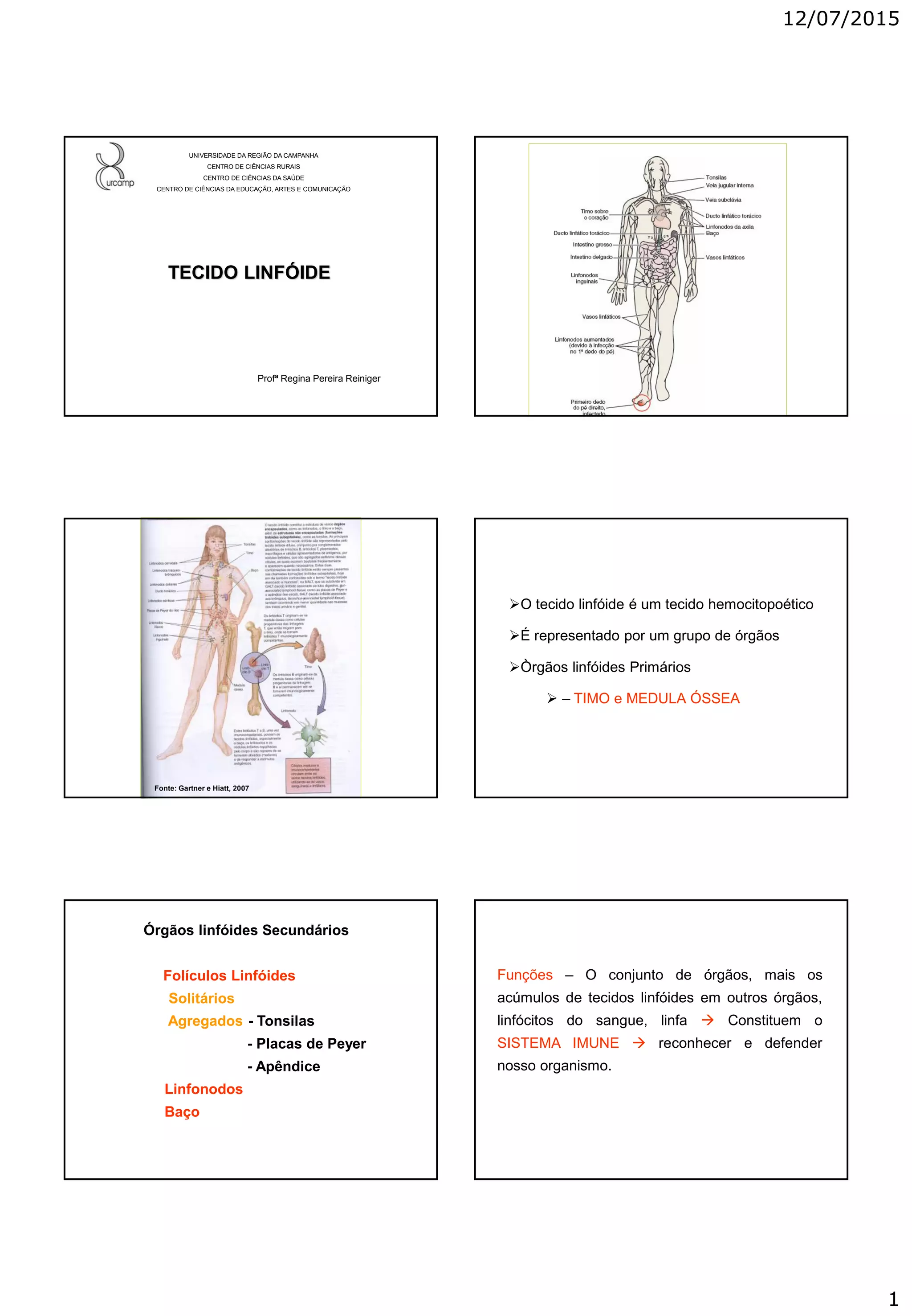 Aula 8 tecido linfoide | PDF