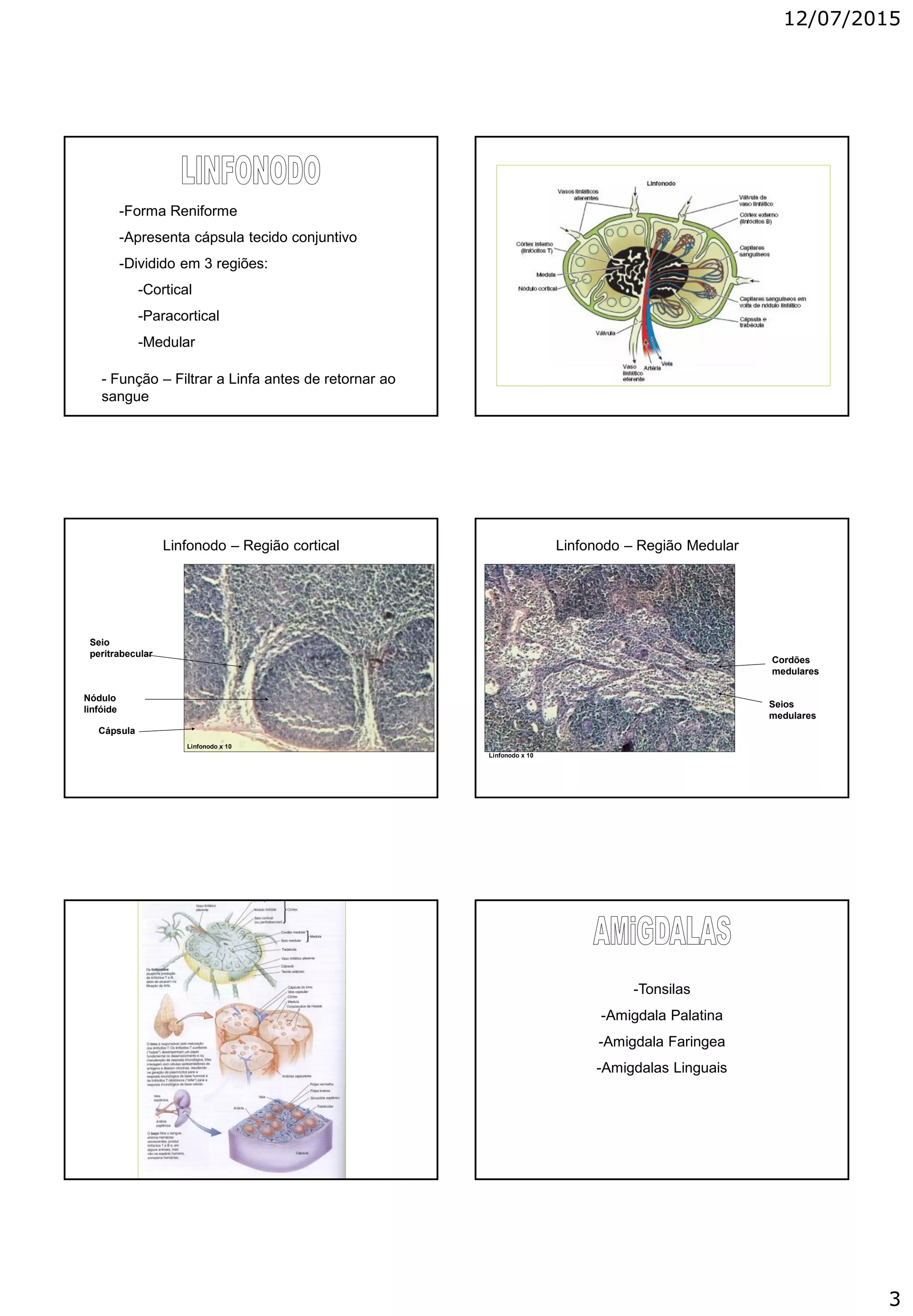Aula 8 tecido linfoide | PDF