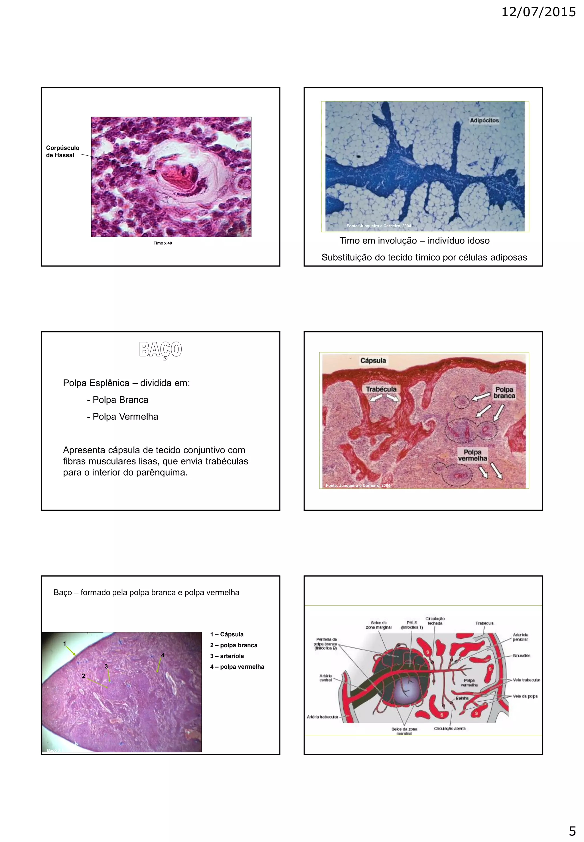 Aula 8 tecido linfoide | PDF