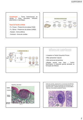 Aula 8 tecido linfoide | PDF